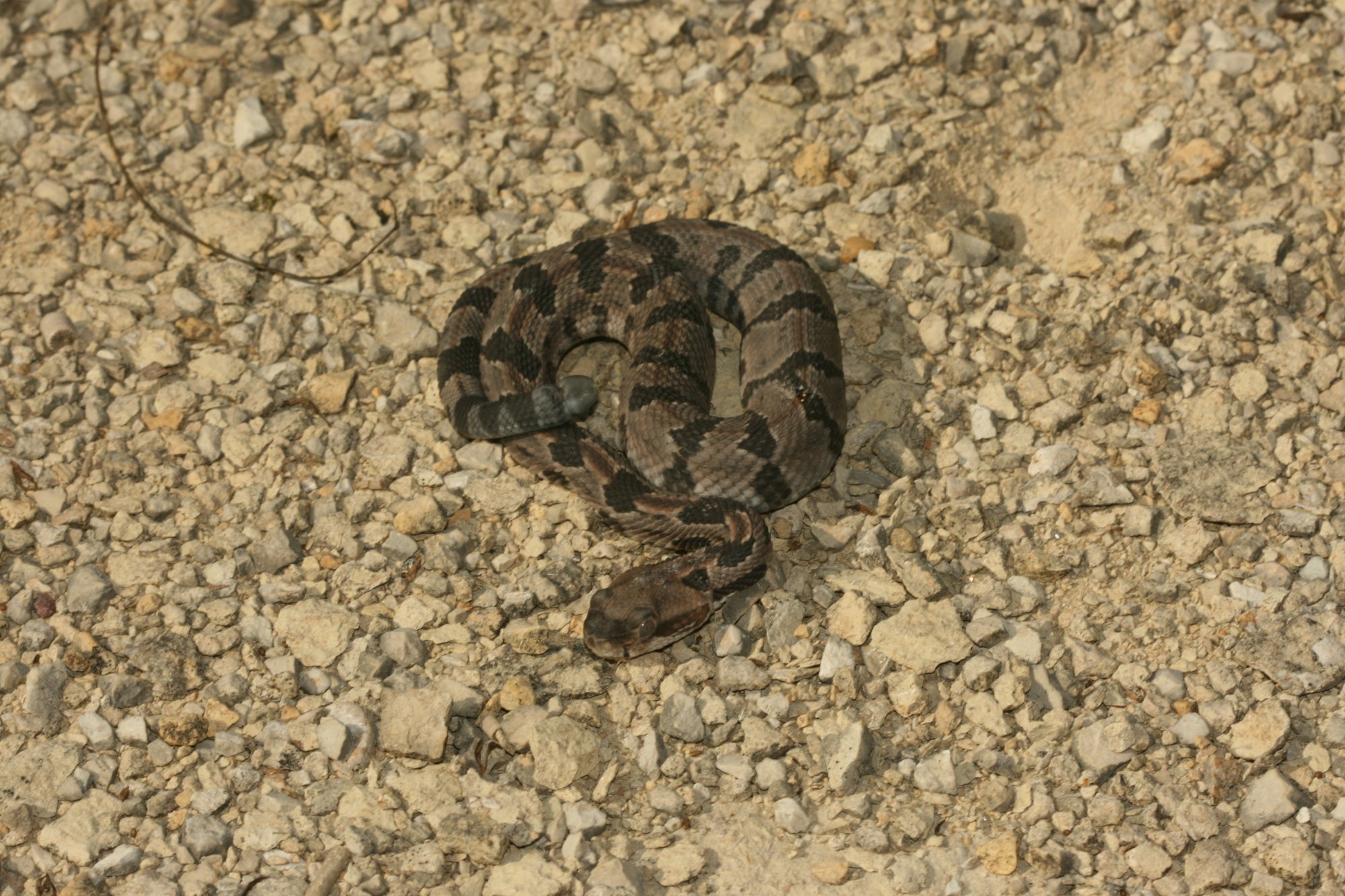 Juvenile Timber Rattlesnake