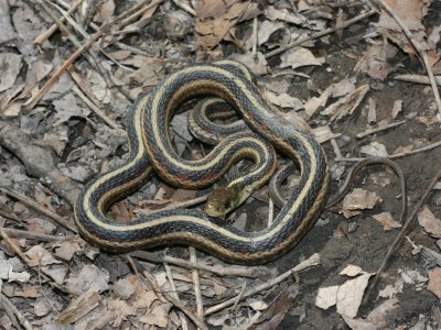 Snakes of Iowa