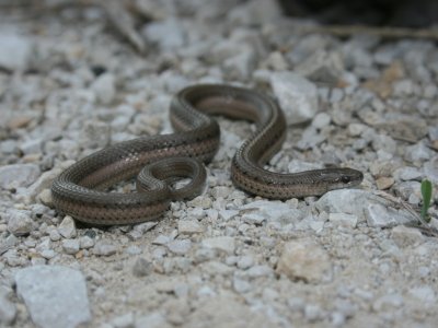 Snakes of Iowa