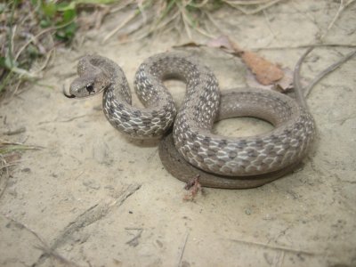 Snakes of Iowa