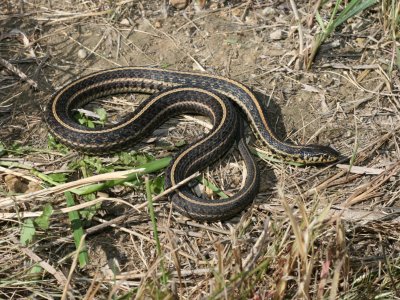 Snakes of Iowa