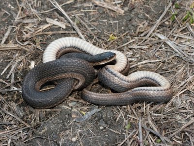 Snakes of Iowa