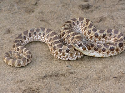 Snakes of Iowa