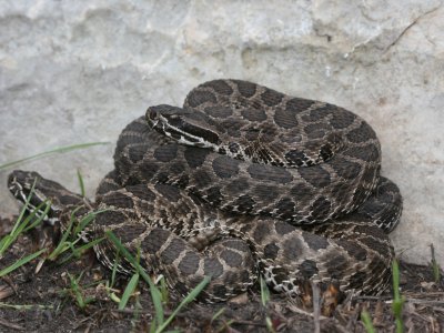 Snakes of Iowa